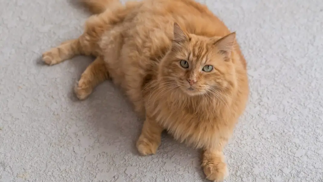 Most Popular Orange Cat Breeds ( 9 Orange Cats )