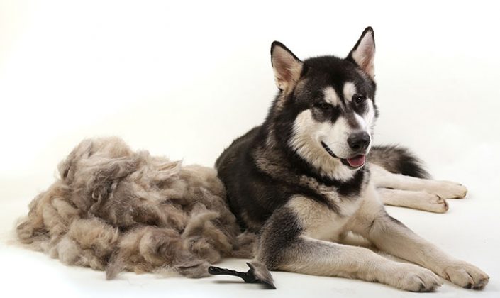 Why Dogs losing hair - Behind the Patches | Glamorous Dogs