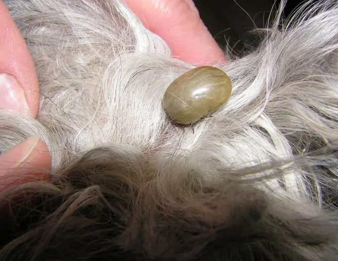 Treatments of Fleas and Ticks in Dogs | Glamorous Dogs