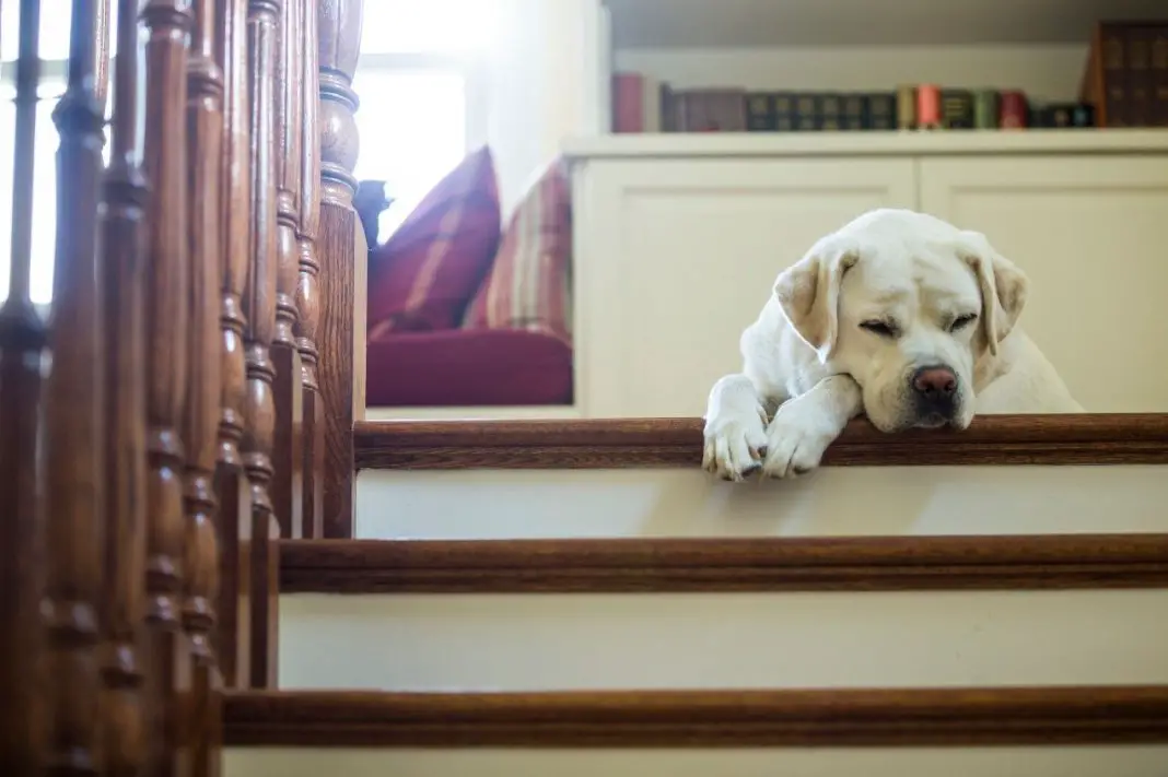 How to train a dog to Stay - Dog Training Basic Commands 101 ...