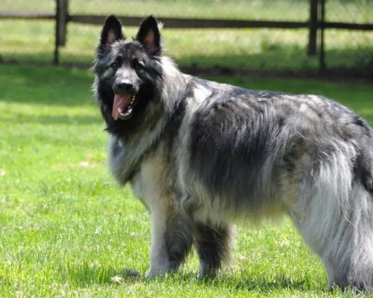Top 10 Dog Breeds That Are Amazingly Like A German Shepherd [list ...