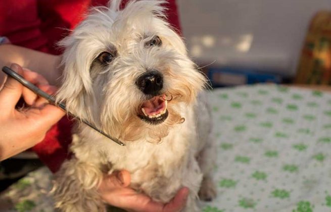 How to Groom A Dog Face - Scissors and other Methods | Glamorous Dogs