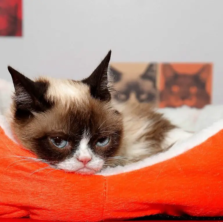 Meet The Grumpy Cat Breed | Glamorous Dogs