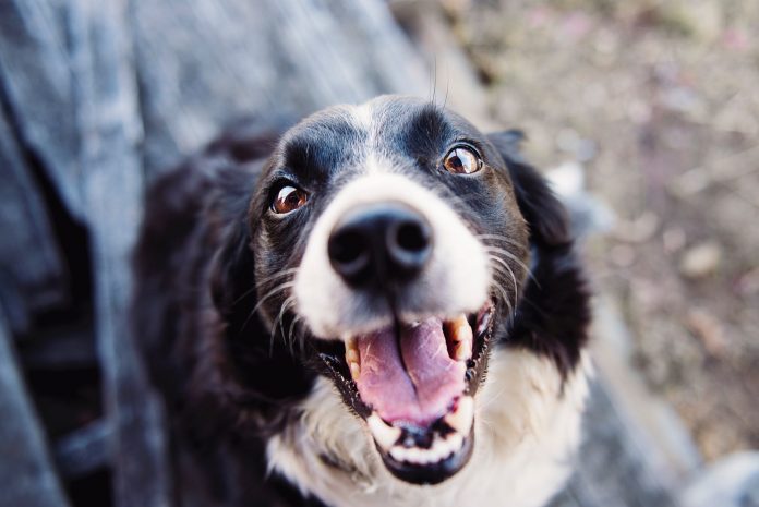 Dog Teeth Chattering: Everything You Need to Know | Glamorous Dogs