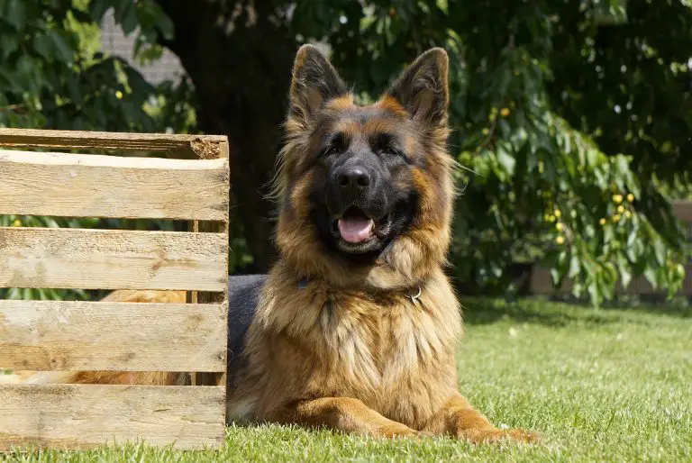 15 German Shepherd Facts You Don't Know but Def. Should | Glamorous Dogs