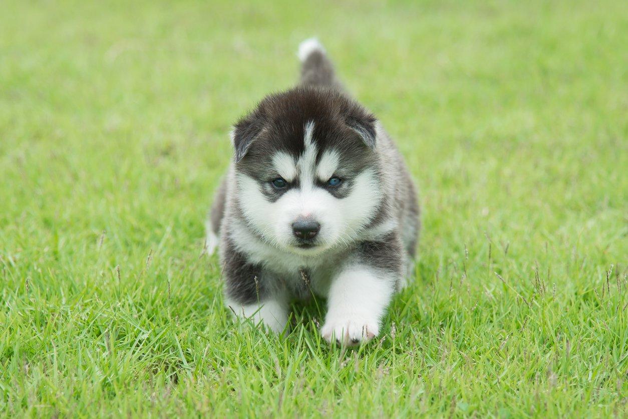 Top 7 Steps and Tips on Training A Husky Puppy | Glamorous Dogs