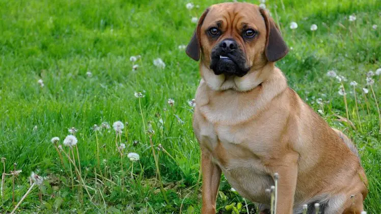 Dog Lip Quivering: Why, And When To Worry. | Glamorous Dogs