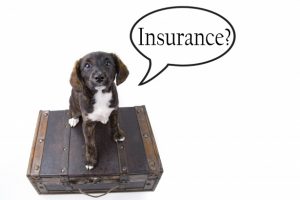 Does Pet Insurance Cover Neutering and Spaying? | Glamorous Dogs