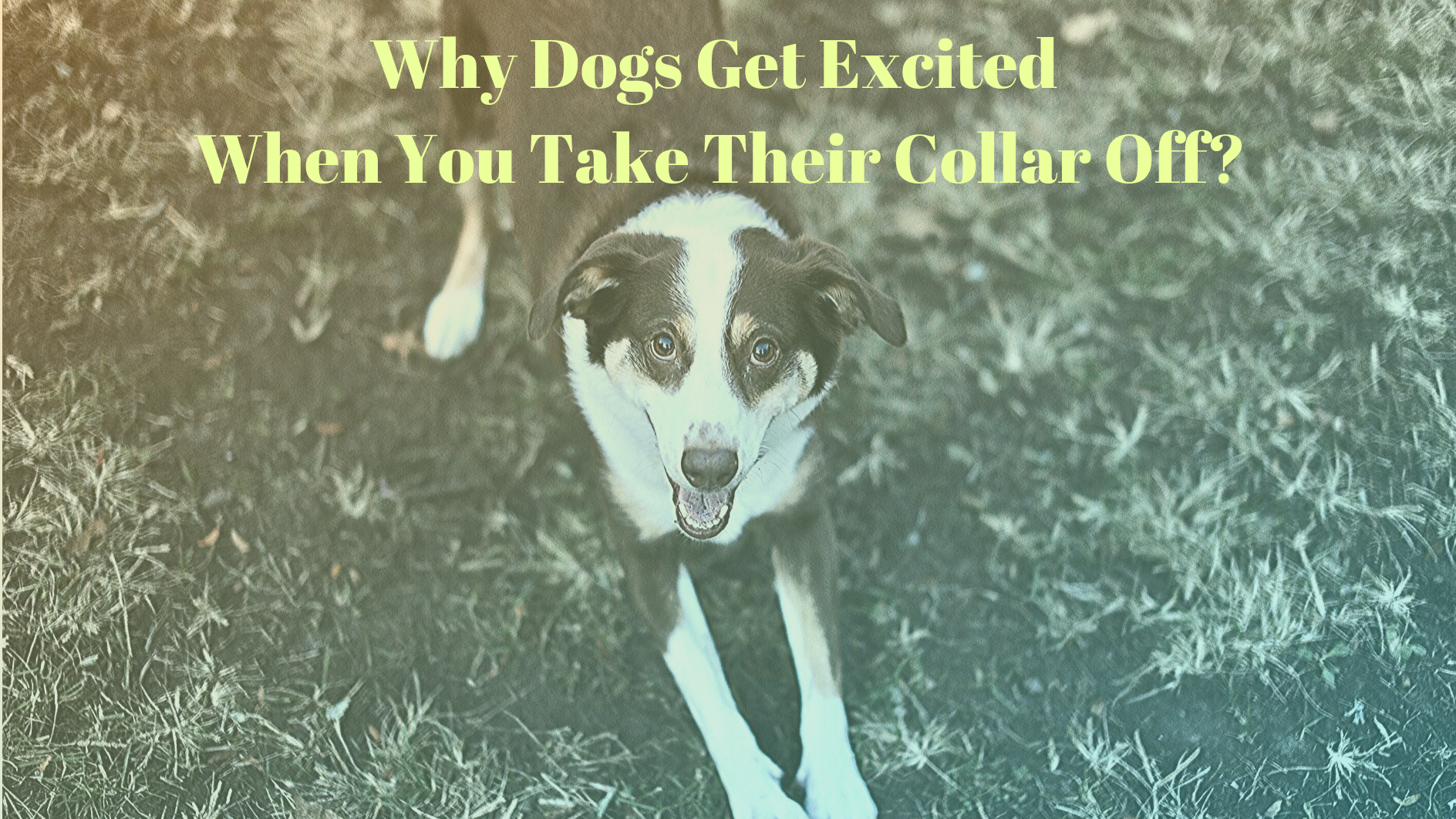 Why Dogs Get Excited When You Take Their Collar Off ? | Glamorous Dogs
