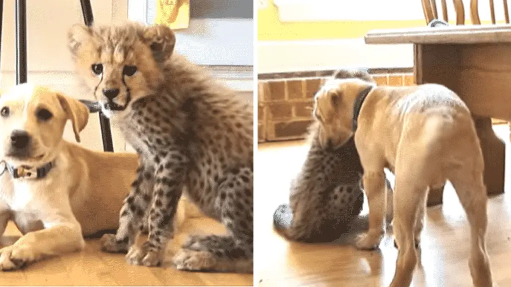 Nervous Cheetah Given A Support Puppy, Will He Calm Down? | Glamorous Dogs