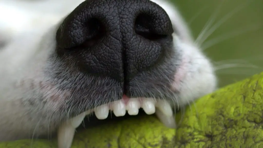 Rotten Dog Teeth-What to Do, and What to Not! | Glamorous Dogs