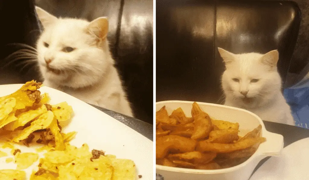Meet Smudge - The Cat From The Hilarious Trending Meme | Glamorous Dogs