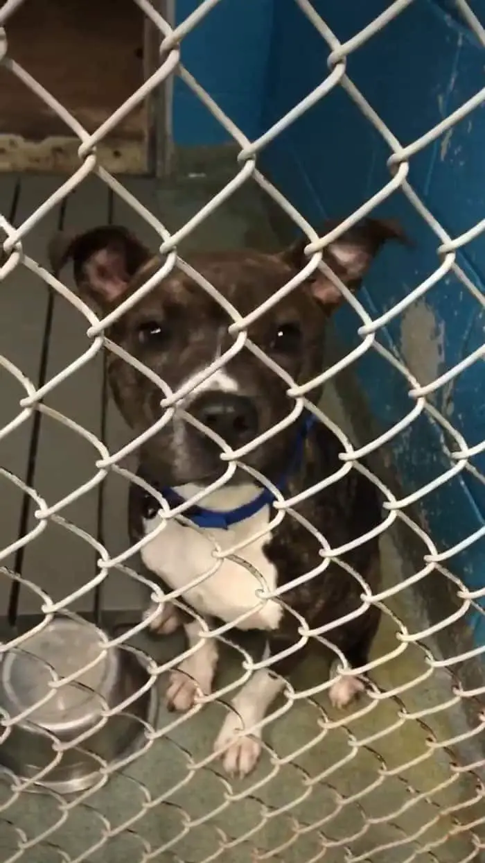 Local Shelter and Pizza Place Team Up to Get Dogs Adopted By Putting ...